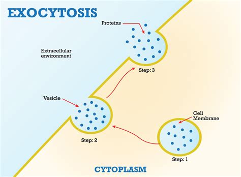 Premium Vector Exocytosis Cell Transports Molecules Out Of The Cell