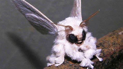 Venezuelan Poodle Moth Animal Of The Week Youtube