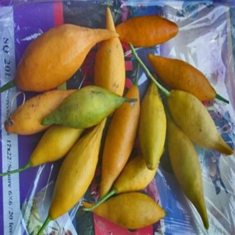 Iboga Seeds Herbal At Rs 1500 Kg Tiruppur Id 2851907298430