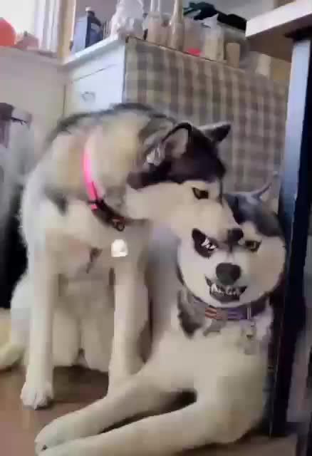 Aggressive Love Album On Imgur