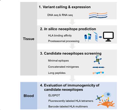Flowchart For Tumor Neoantigen Prediction And Detection Of T Download Scientific Diagram