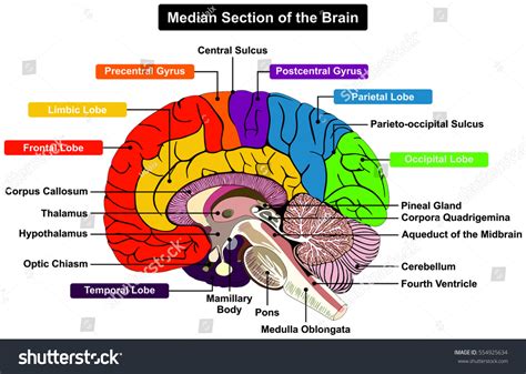 Image Result For Brain Labeled Brain Diagram Brain Anatomy Human