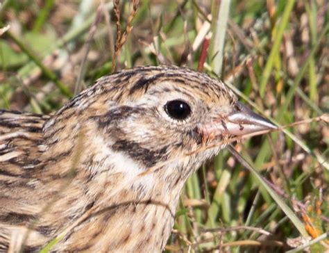 Lauras Birding Blog Smiths Longspur