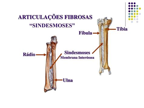 Ppt ArticulaÇÕes Generalidades Powerpoint Presentation Free Download