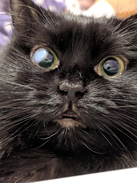 Teeny Tiny Cat Teef R Cats