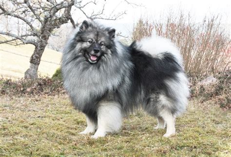 German Spitz Fci Standard