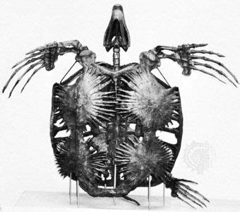 Archelon Giant Sea Turtle Extinct Species And Prehistoric Reptile