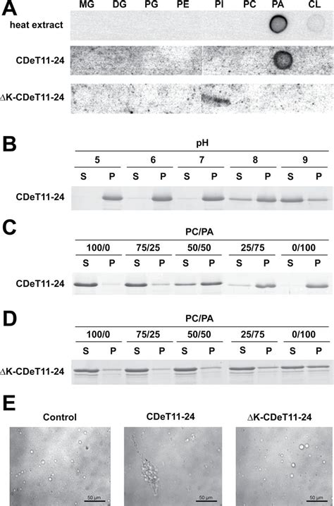 Lipid Binding Of Cdet11 24 A Lipidprotein Overlay Assay With C
