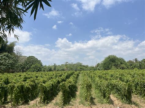 The Rise Of Ube Two Young Agripreneurs Take Root In Pangasinan