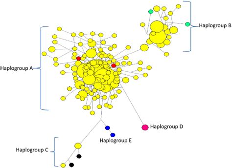 Median Joining Network Constructed Using Network 1000 47