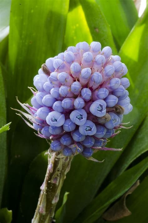 Aechmea Cylindrata