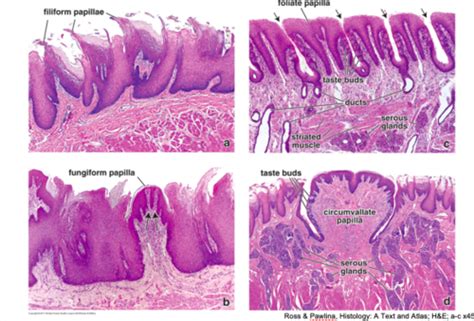 Microanatomy Senses Part 3 Tongue Flashcards Quizlet