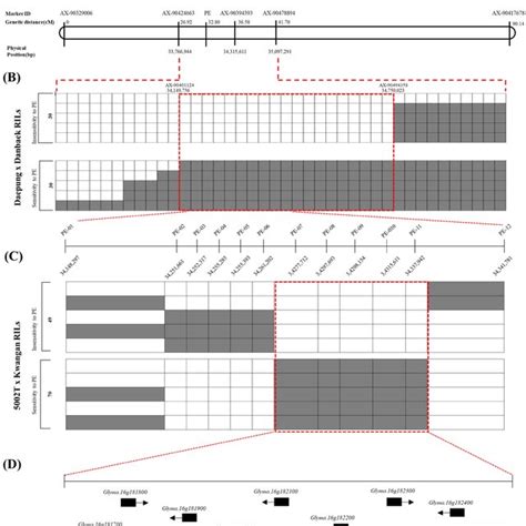 The Genetic Linkage Map And Its Physical Region Of The Locus Conferring