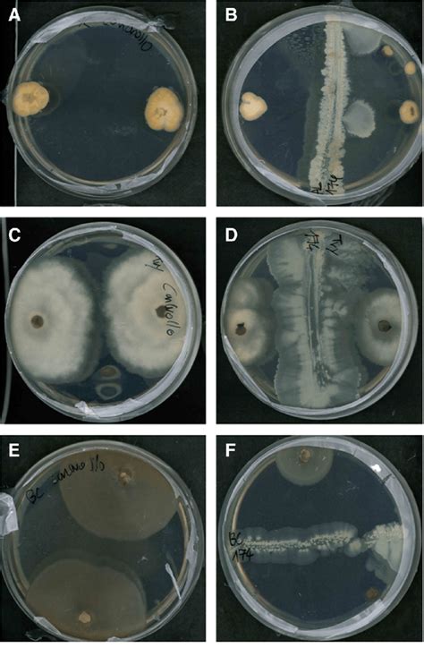 In Vitro Effect Of Bacillus Licheniformis Gl174 On The Plant Pathogens