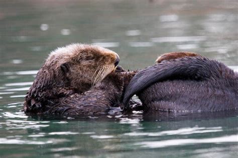 10 Aquatic Mammals You Need To Know Ocean Info