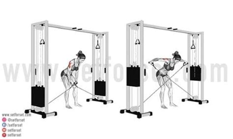 Cable Rear Delt Fly How To Muscles Worked And Variations Set For Set