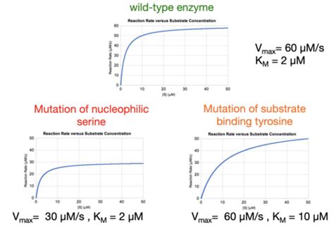 Lecture 16 Enzyme Inhibition Flashcards Quizlet