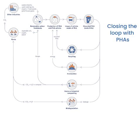 Embracing Sustainable Substitutes For A Circular Economy Impakter