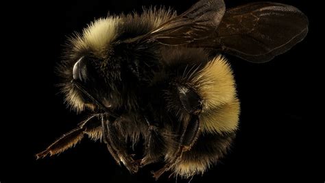The Rusty Patched Bumblebee Americas First Federally Protected