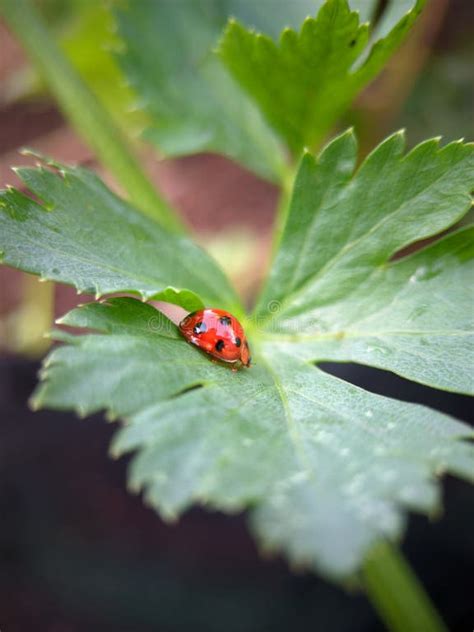 A Ladybug On A Celery Leaf Stock Image Image Of Celery 338990817