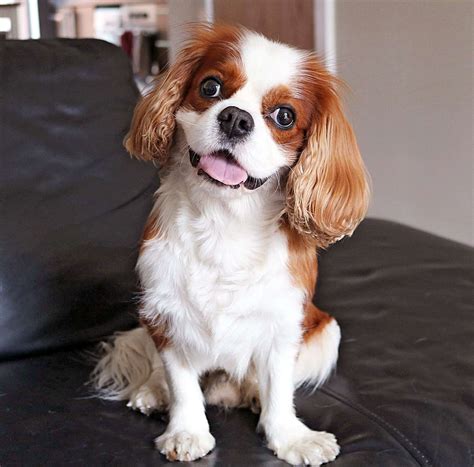 Cavalier King Charles Spaniel White And Tan