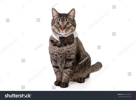 Grey Tabby Tuxedo Cat