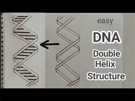 How To Draw Dna Double Helix Structure Dna Structure Easy Drawing