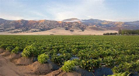 Los Bajos Volúmenes De Arándanos Impulsan La Demanda De Fresas De