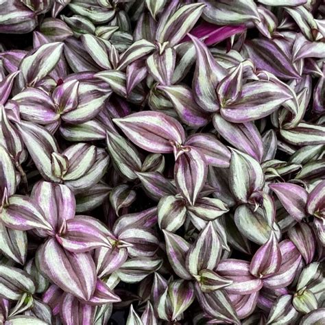 Tradescantia Zebrina Stem Shopee Malaysia