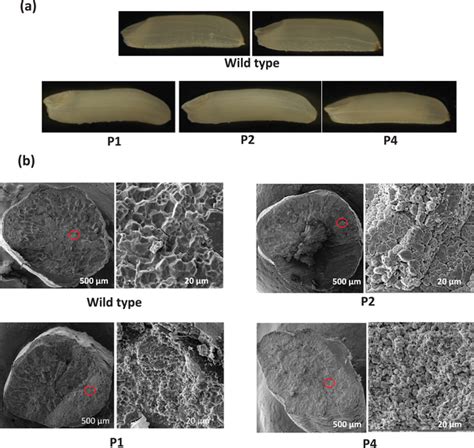 Grain And Starch Granule Morphology Of The Starch Branching Enzyme Download Scientific Diagram