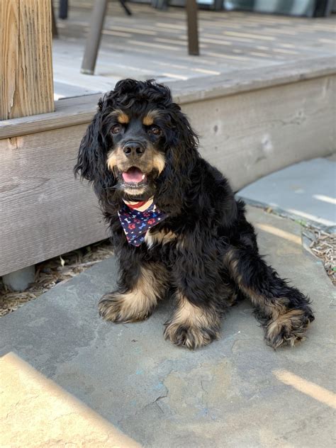 Black And Tan American Cocker Spaniel