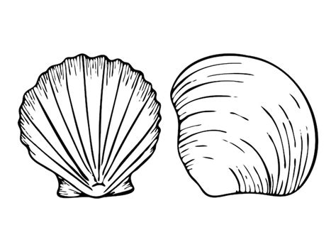Premium Vector A Set Of Vector Seashell Line Art Illustrations Hand
