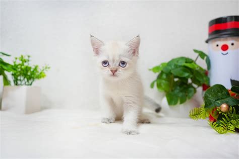 고양이분양 브리티쉬숏헤어 브리티쉬숏헤어고양이분양 셀커크렉스고양이분양스코티쉬폴드고양이분양 페르시안고양이분양 렉돌고양이분양