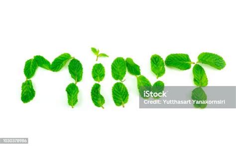 Spaermint Pepermint Terisolasi Pada Latar Belakang Putih Foto Stok