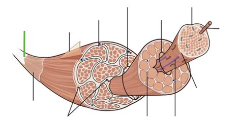 Bio 221 Skeletal Muscle Organization Flashcards Quizlet