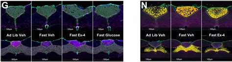 Brain Peptide Odn Reduces Hunger And Improves Glucose Control News