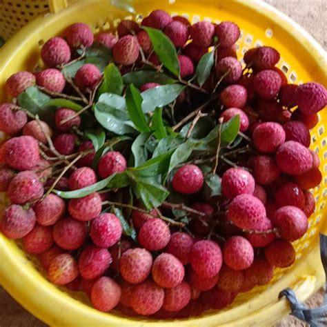 仙进奉荔枝批发 广东茂名化州市荔枝 3000元斤仙进奉 一亩田