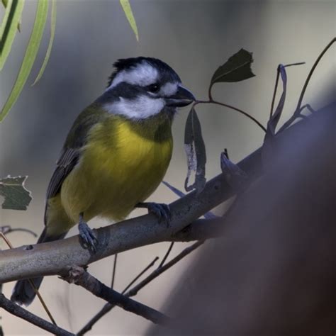 Falcunculus Frontatus Eastern Shrike Tit Naturemapr Australia