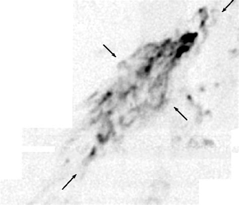 Lockman Et Al 2008 The Smith Cloud A High Velocity Cloud