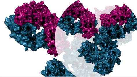 How Process Enabling Closed Systems Offer Maximum Safety In Adc Manufacturing