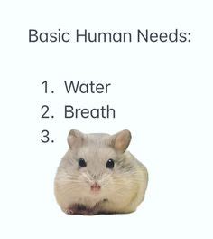 Smiling Hamster Meme