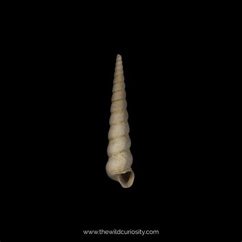 6pcs Fossil Cone Shell Turritella Sulcifera Fossilised Spiral Gastropod Prehistoric