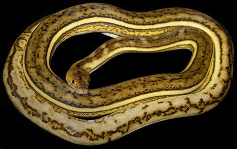 Vivariumsreptilesreticulated Python Tropical Hobbies