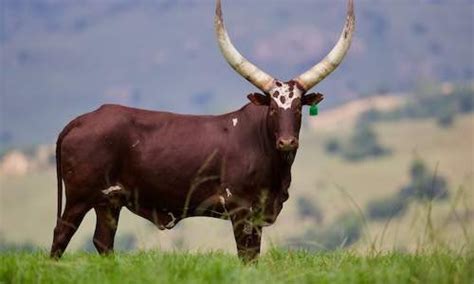 20 Sa Beef Breeds 1 Afrikaner Cattle Also Suited To Dairy 2 Angus