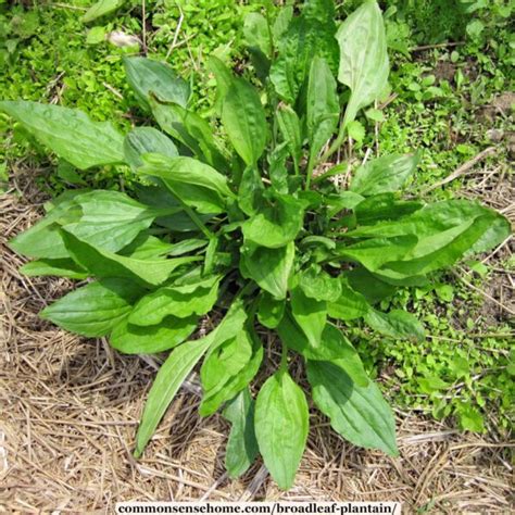 Broadleaf Plantain The “weed” You Wont Want To Be Without