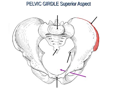 Pelvic Girdle Superior Aspect — Printable Worksheet Pelvic Girdle Superior Aspect — Printable Worksheet