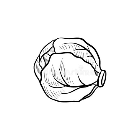 Head Of Cabbage Vector Drawing Sketch Stock Vector Illustration Of