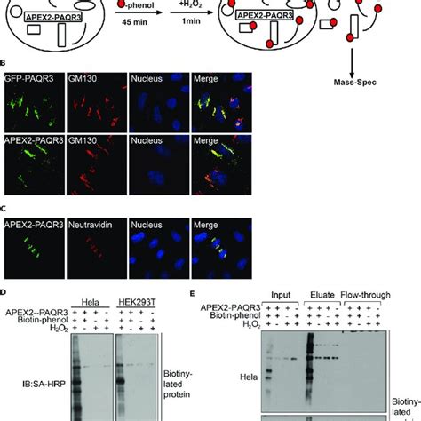 Establishment Of Proximity Labeling Using APEX2 PAQR3 Fusion Protein Download Scientific Diagram