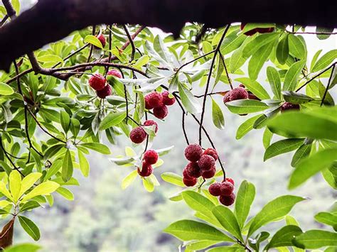 酸酸甜甜的季节 仙居如何念好“杨梅致富经”