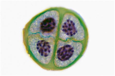 Learn About The Stages Of Meiosis